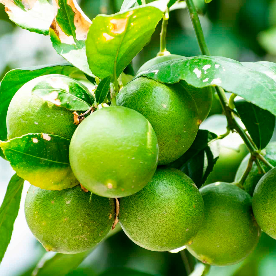 Limones - American Fruit SAC